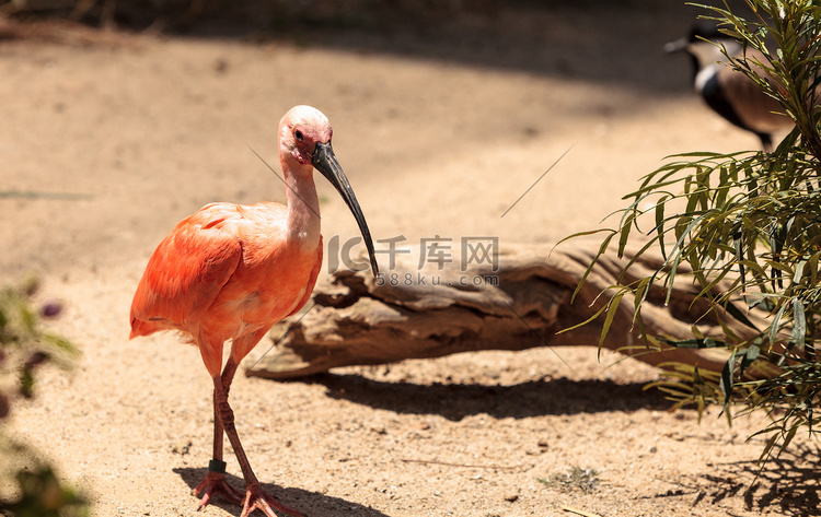 猩红色被称为 Eudocimus ruber高清摄影大图-千库网