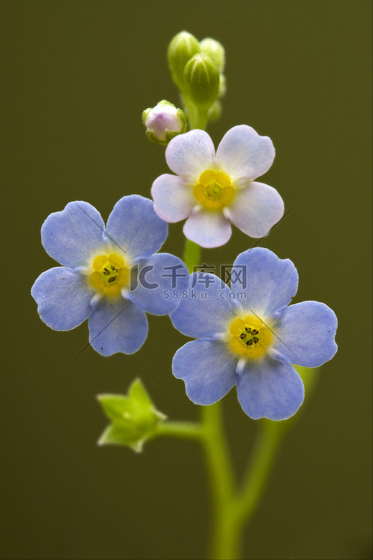 蓝色黄色 anagallis foemina高清摄影大图-千库网