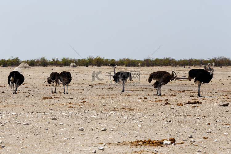 鸵鸟 Struthio camelus，在纳米比亚埃托沙高清摄影大图-千库网