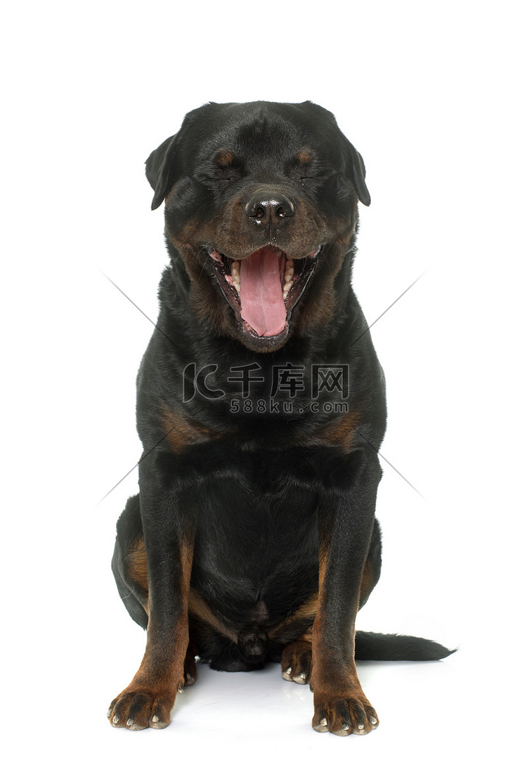 成年雄性罗威纳犬高清摄影大图-千库网