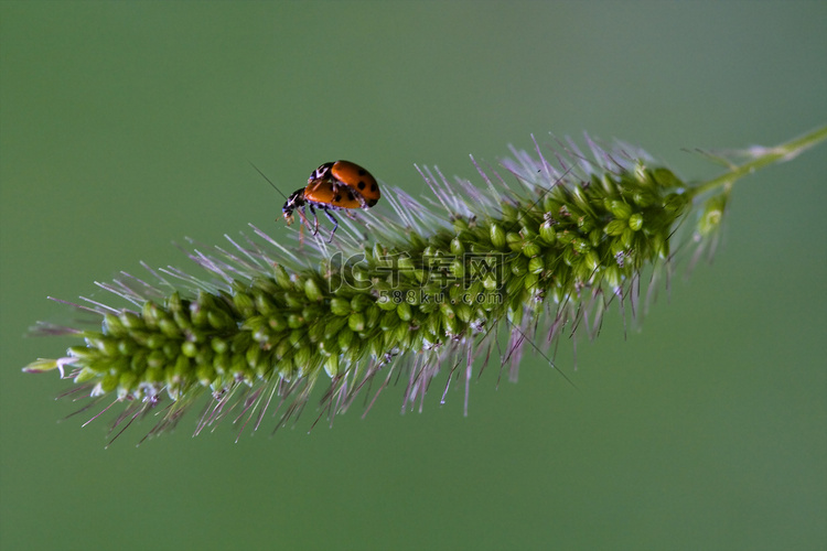 性野生红瓢虫瓢虫科 anatis 的侧面高清摄影大图-千库网