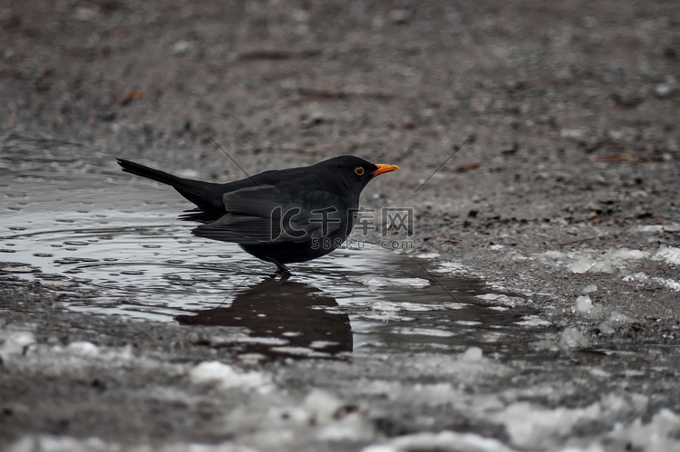 雄性黑鸟，Turdus merala，在冬天散步高清摄影大图-千库网