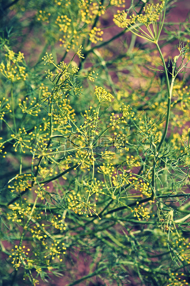 Fennel, Sweet fennel, 佛罗伦萨茴香, Fennel, Foeniculum vul高清摄影大图-千库网