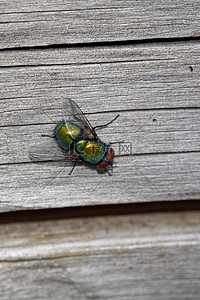 飞在木头上高清摄影大图-千库网