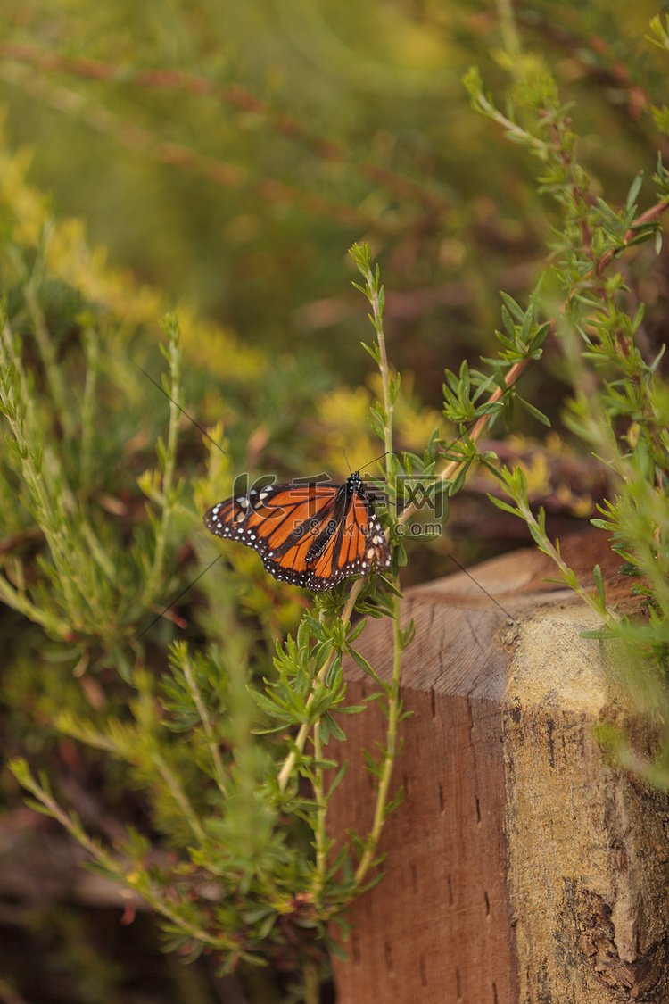 帝王蝶，Danaus plexippus高清摄影大图-千库网