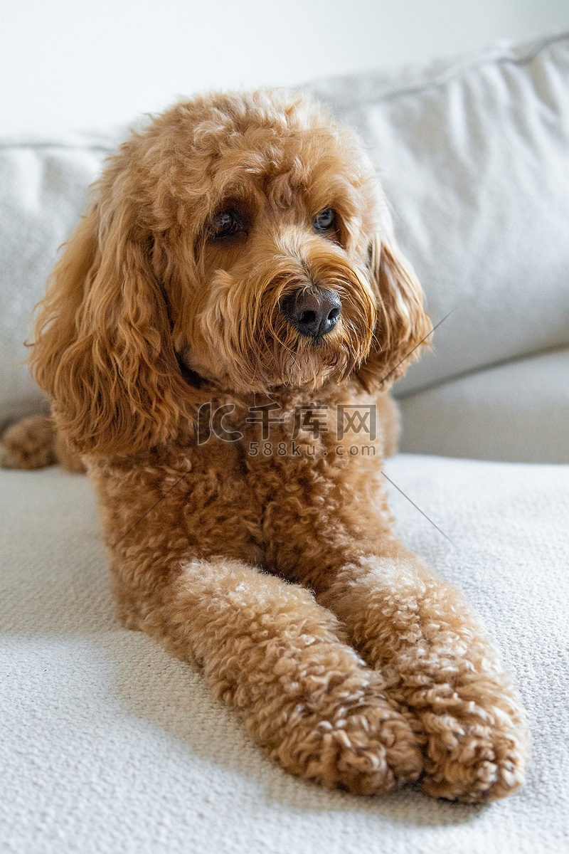 Cavapoo 狗，骑士查理王猎犬和贵宾犬的混种。高清摄影大图-千库网
