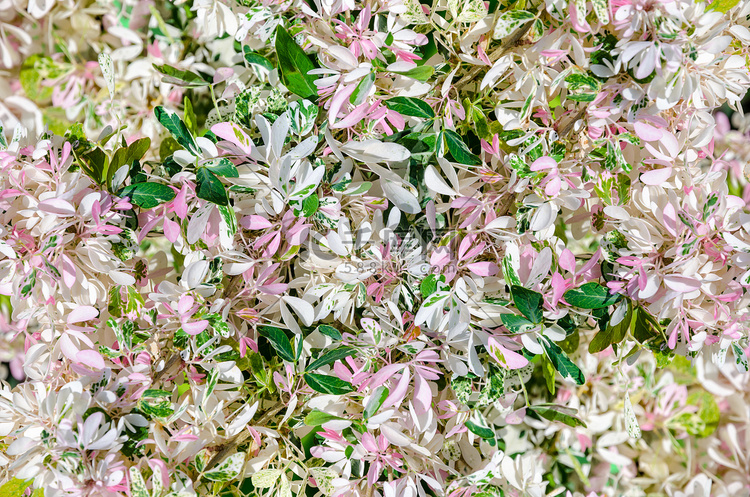 Pithecellobium duice 的小叶子高清摄影大图-千库网