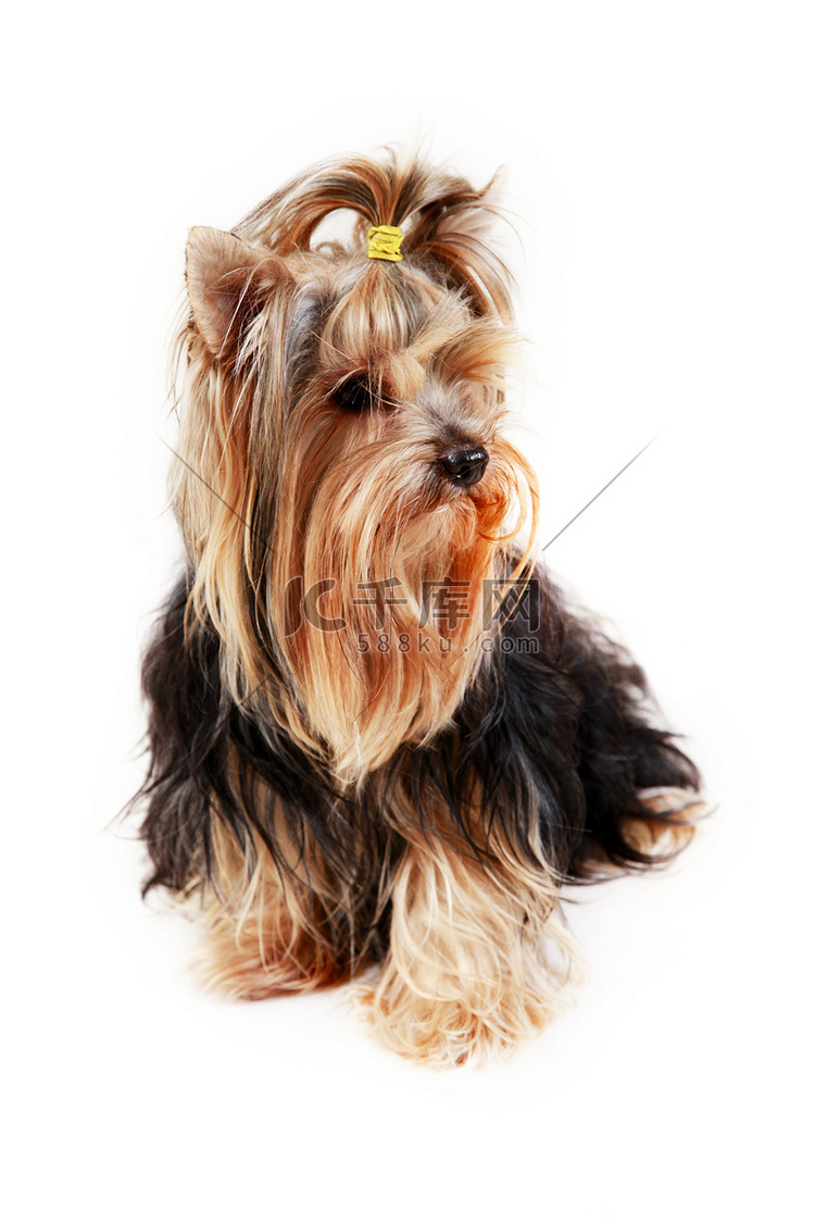 约克夏犬高清摄影大图-千库网