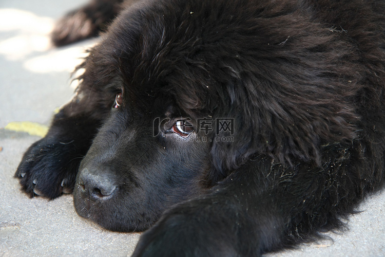 纽芬兰犬高清摄影大图-千库网