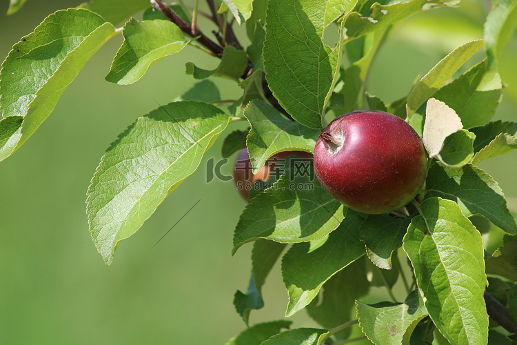 树上苹果的背景。高清摄影大图-千库网