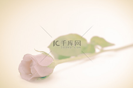 玫瑰花高清摄影大图-千库网