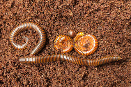 两百个符号的千足虫组成高清摄影大图-千库网