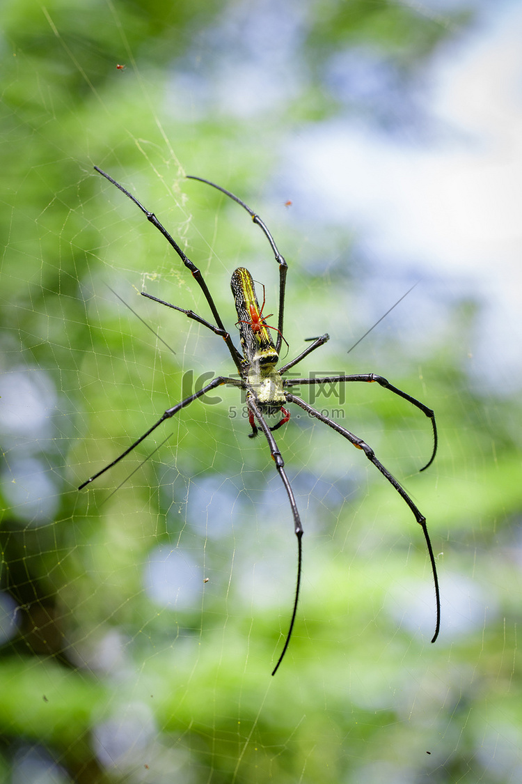 Spider Nephila Maculata 的图像，Gaint Long-jawed Orb-weaver (f高清摄影大图-千库网