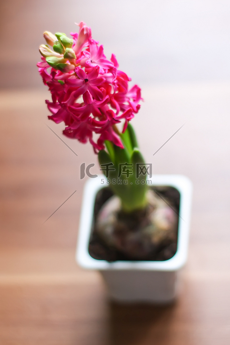 盛开美丽的风信子花。高清摄影大图-千库网