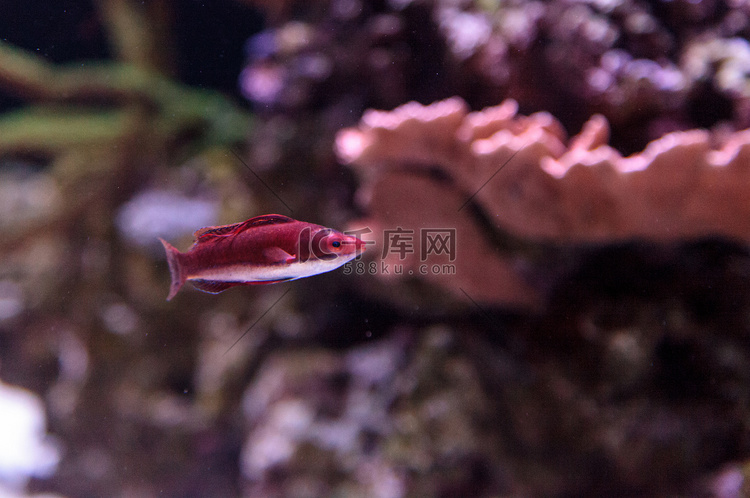 深红色 Cirrhilabrus sailfin fairy wrasse高清摄影大图-千库网