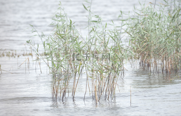 野草，湖岸边的芦苇高清摄影大图-千库网