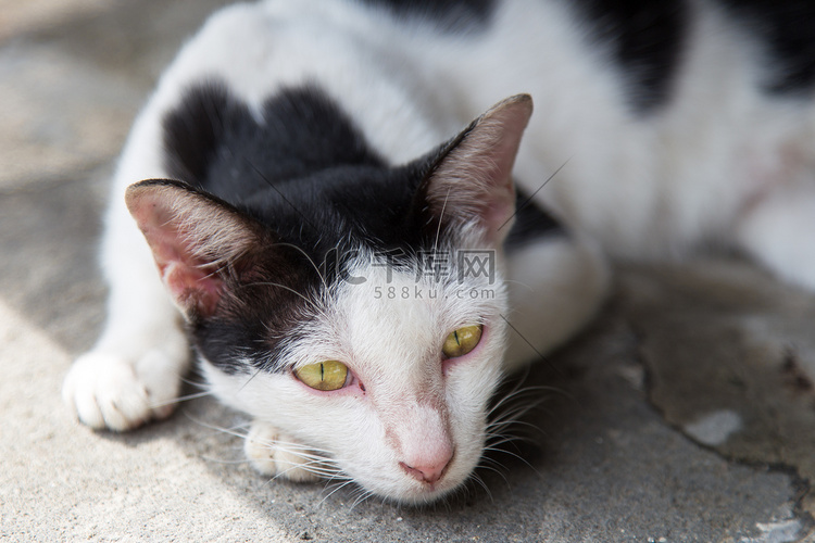 困猫高清摄影大图-千库网