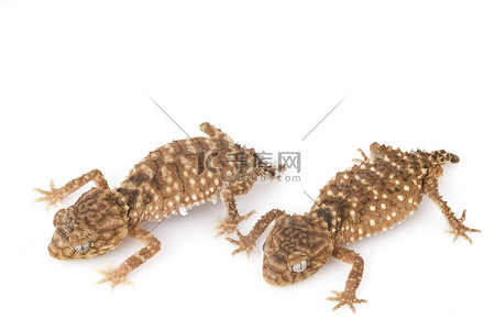 Centralian Rough Knob-tailed Gecko (Nephrurus amyae)高清摄影大图-千库网