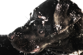 冰菓头像图片_冰菓头像素材-冰菓头像图片大全-千库网