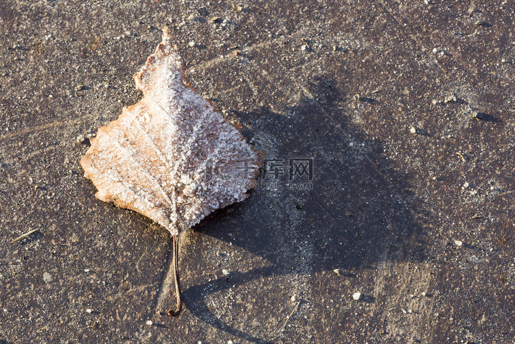 地上的霜叶高清摄影大图-千库网