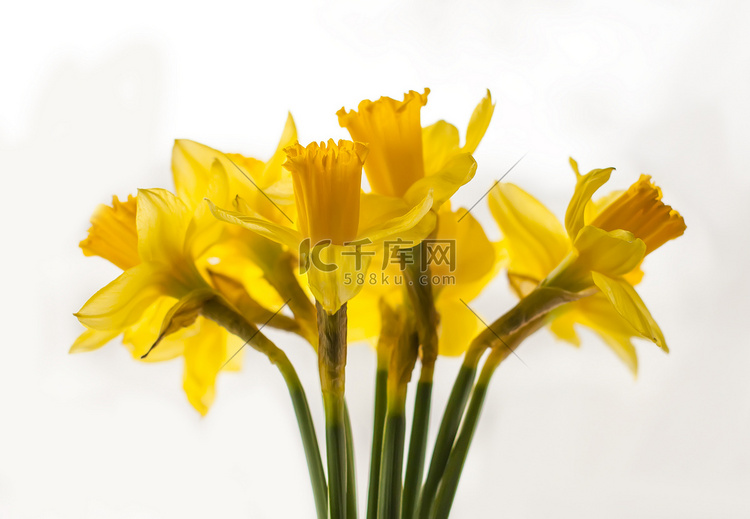 黄色水仙花高清摄影大图-千库网