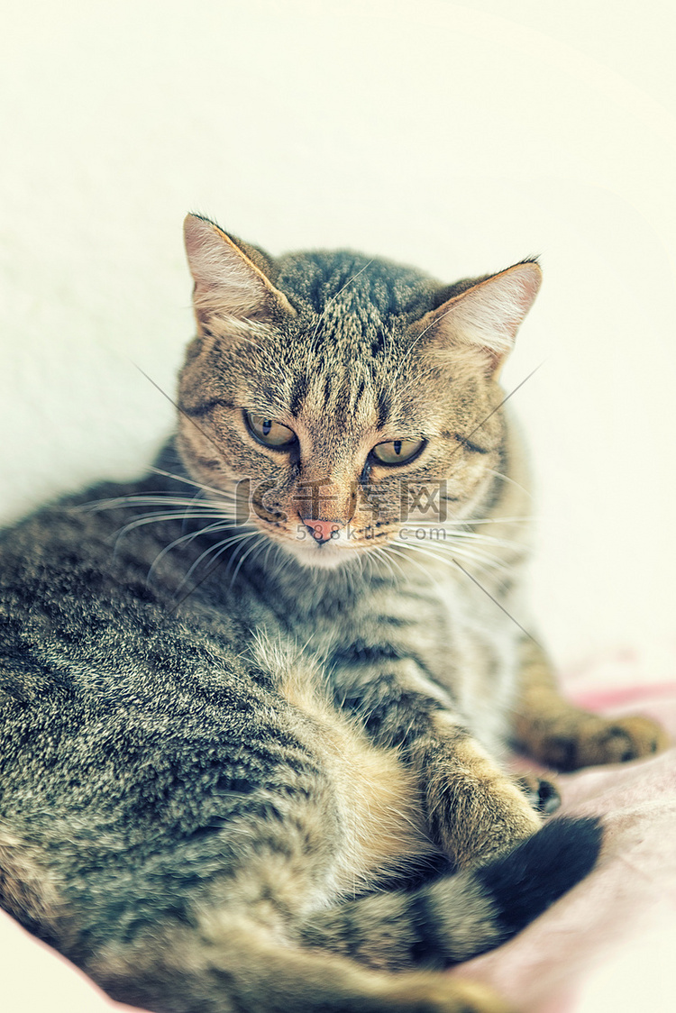 大花猫高清摄影大图-千库网