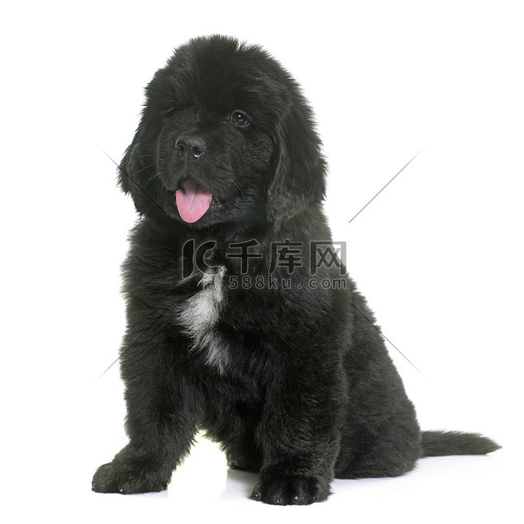 纽芬兰犬高清摄影大图-千库网