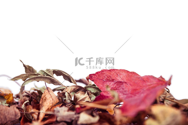 有复制空间的秋叶高清摄影大图-千库网