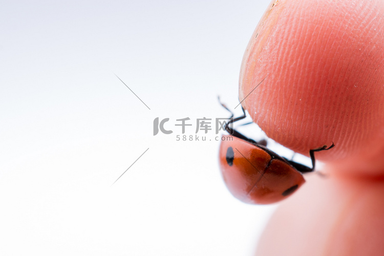 走在手上的美丽的红色瓢虫高清摄影大图-千库网