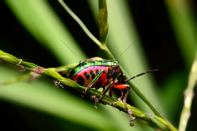 在白色背景上关闭彩虹盾虫 (Calidea dregii)。高清摄影大图-千库网