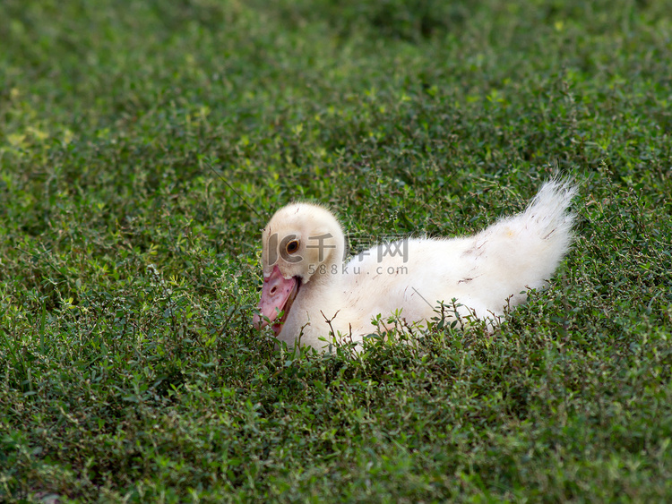 沉默的鸭子（Carina moschata）高清摄影大图-千库网