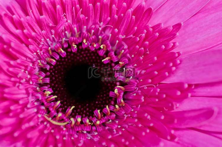 Violet Gerbera Flower Close-up 微距高清摄影大图-千库网