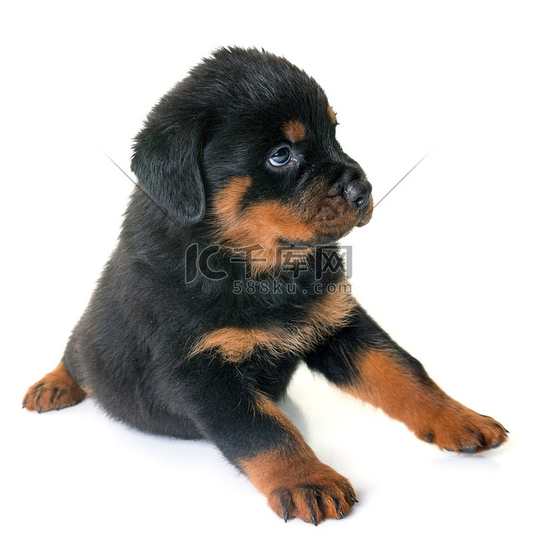 小狗罗威纳犬在工作室高清摄影大图-千库网