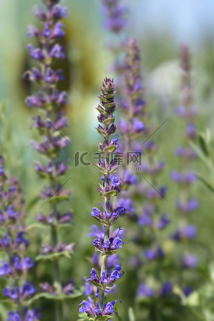 Balcan clary 东弗里斯兰高清摄影大图-千库网