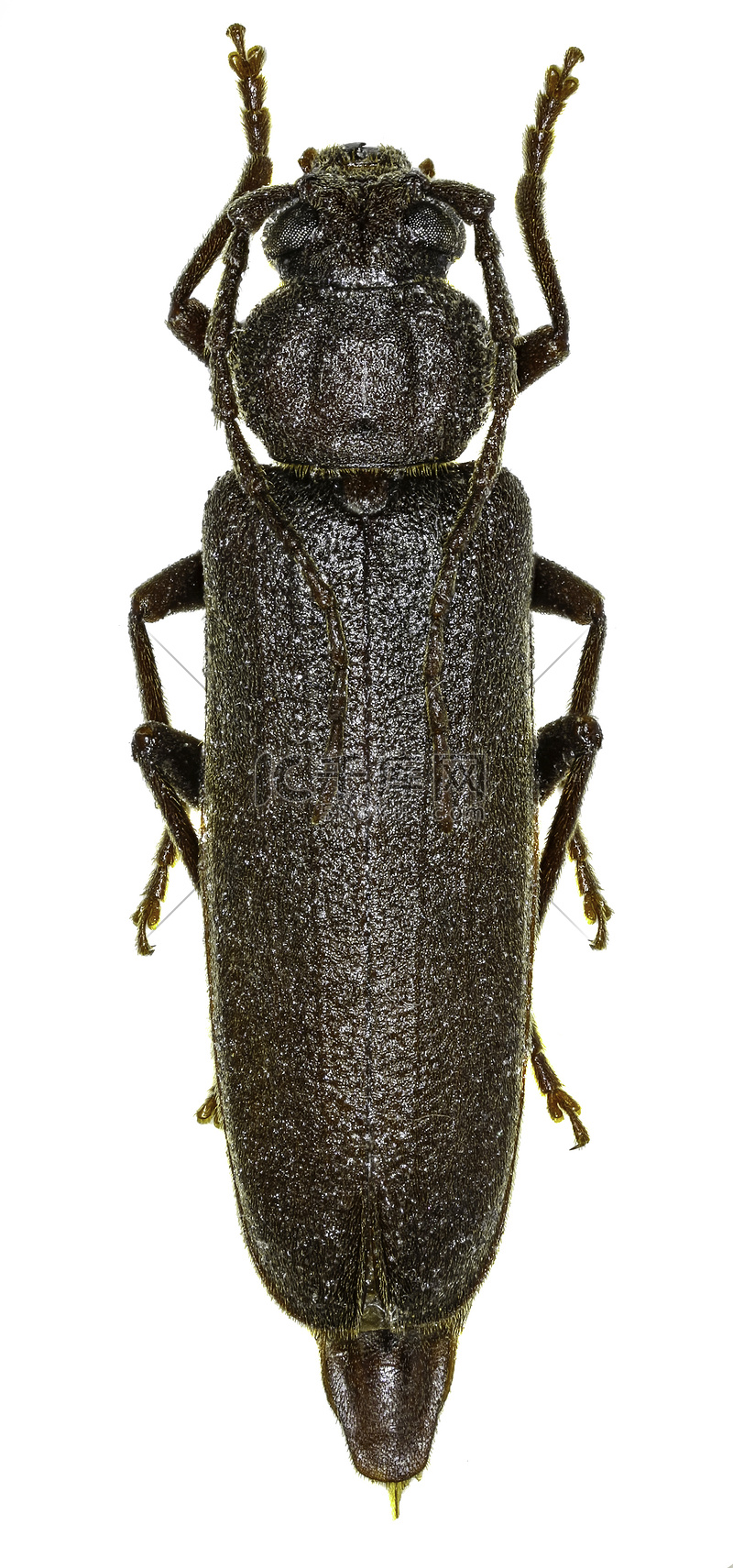 白色背景上的暗角长角牛甲虫 - Arhopalus rusticus（林奈，1758 年）高清摄影大图-千库网