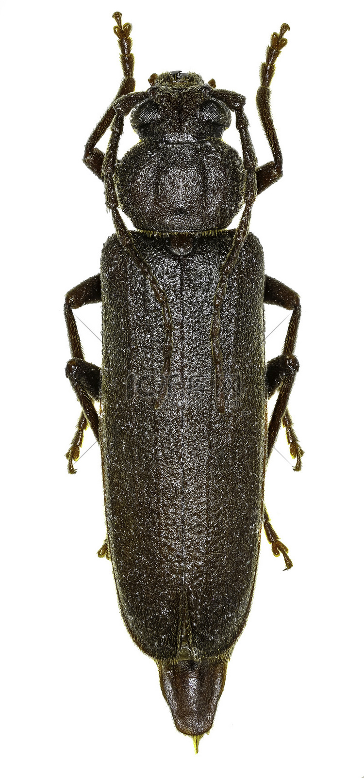 白色背景上的暗角长角牛甲虫 - Arhopalus rusticus（林奈，1758 年）高清摄影大图-千库网