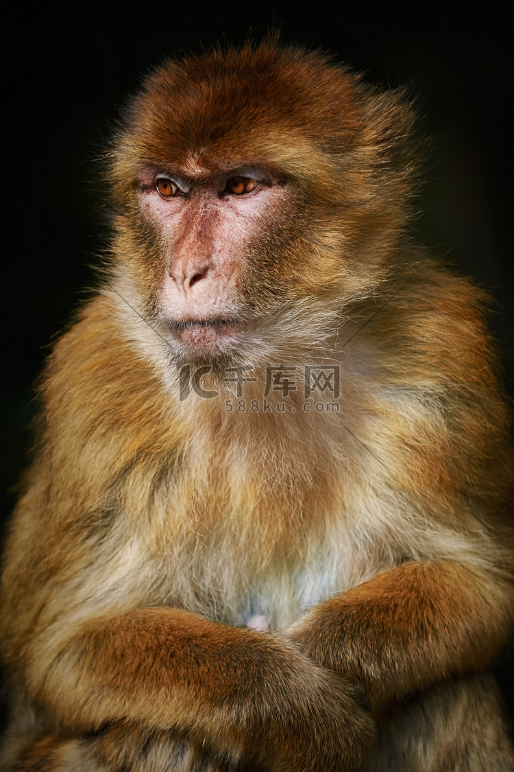 巴巴里猕猴 (Macaca Sylvanus)高清摄影大图-千库网
