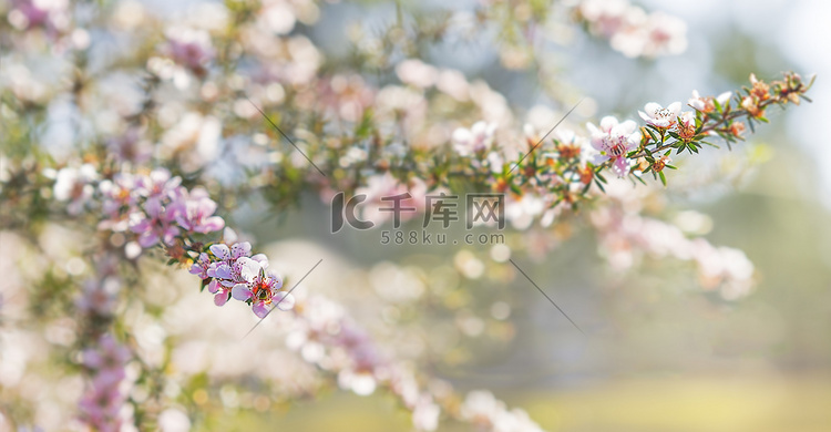 澳大利亚粉红色 leptospermum 花的春天背景高清摄影大图-千库网