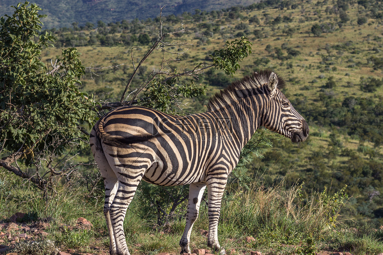 Burchells 斑马 (Equus quagga)高清摄影大图-千库网