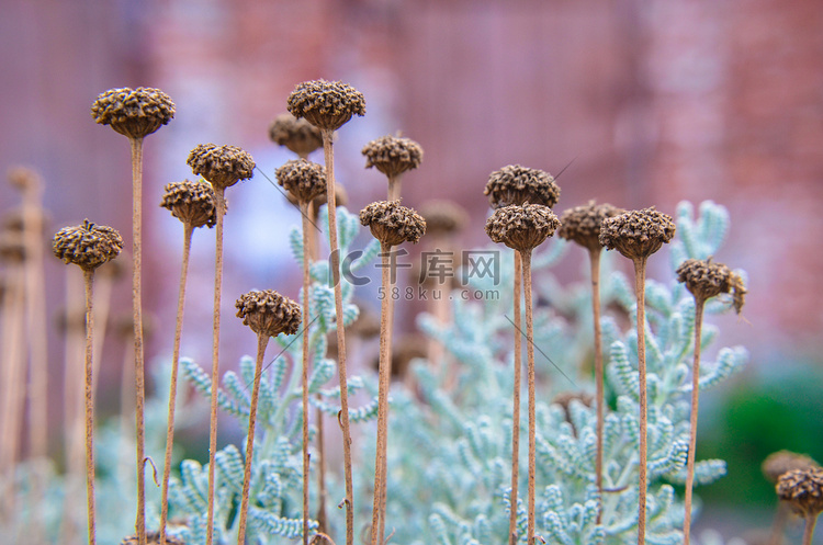 棉花薰衣草 Santolina chamaecyparissus 植物背景高清摄影大图-千库网