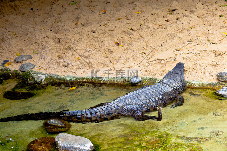 “尼罗河鳄鱼，Crocodylus niloticus”高清摄影大图-千库网