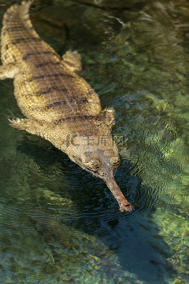 Gharial Gavialis gangeticus高清摄影大图-千库网