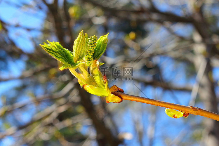 有春天芽的树枝高清摄影大图-千库网