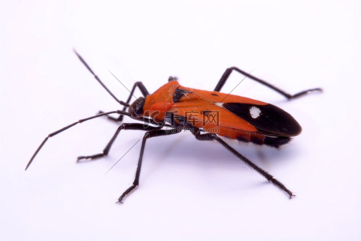 昆虫红色臭虫，Melamphaus rubrocinctus，隔离在白色高清摄影大图-千库网