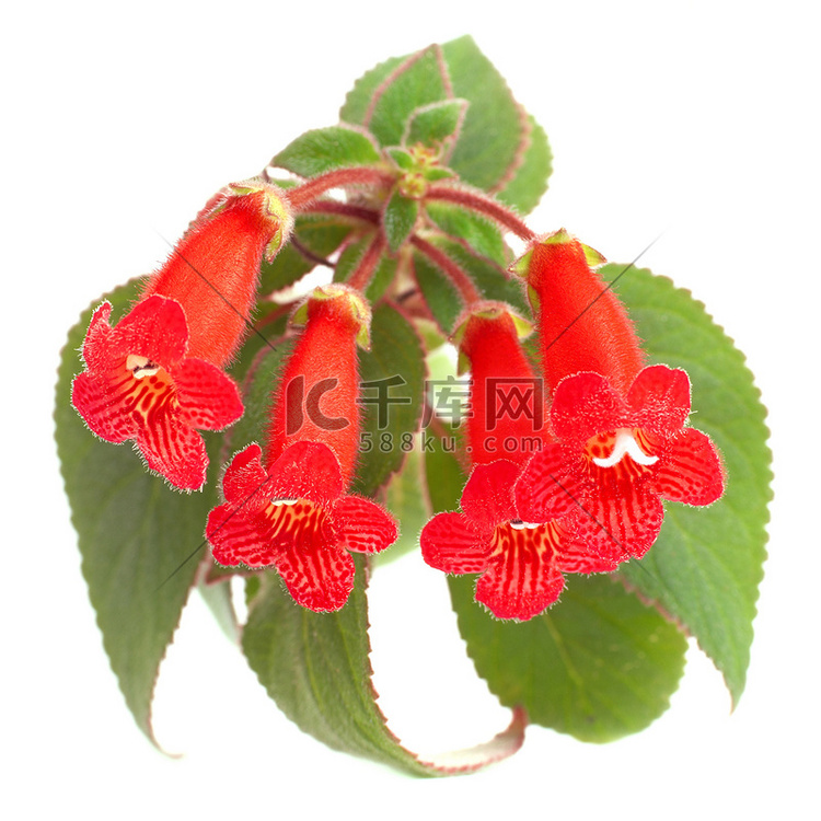 红花（Kohleria Rongo）高清摄影大图-千库网