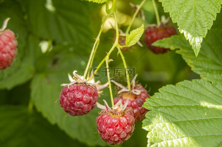 阳光明媚的夏日，成熟的覆盆子挂在果园的树枝上高清摄影大图-千库网