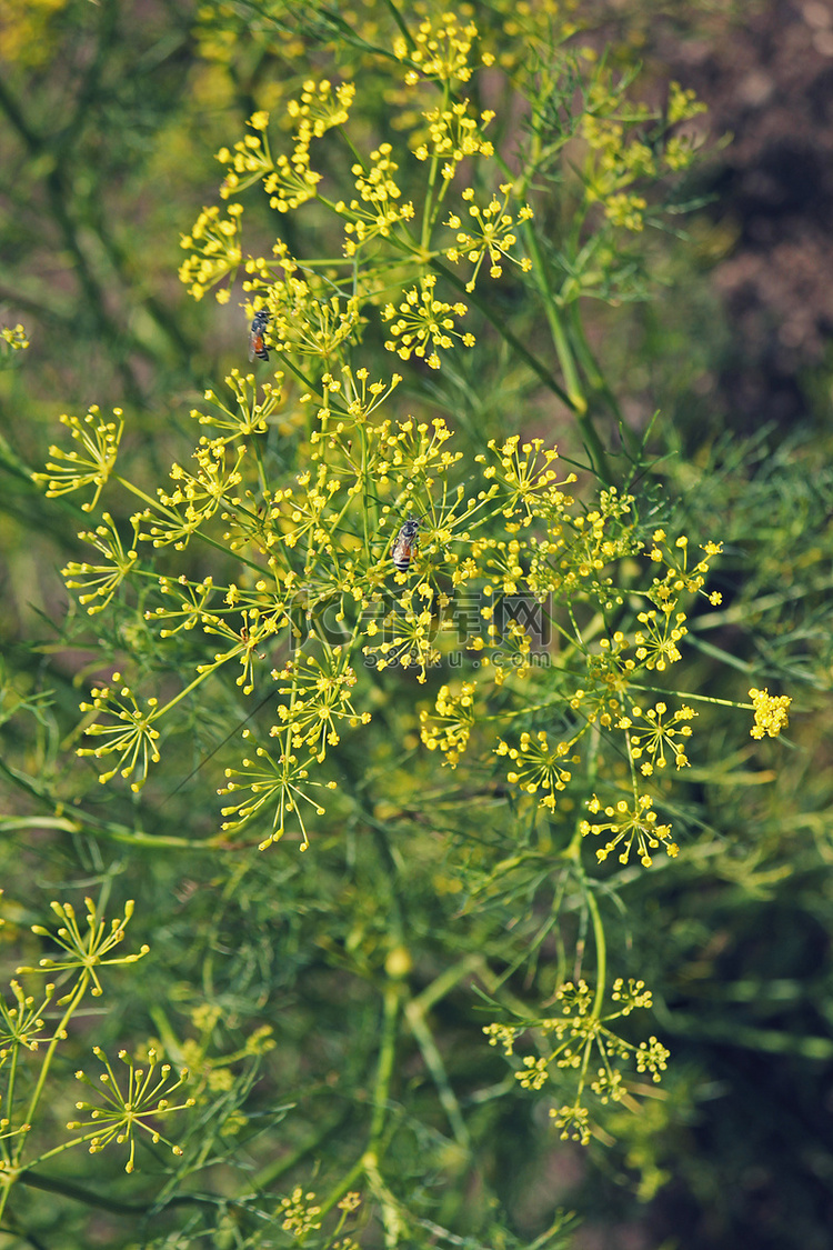 Fennel, Sweet fennel, 佛罗伦萨茴香, Fennel, Foeniculum vul高清摄影大图-千库网