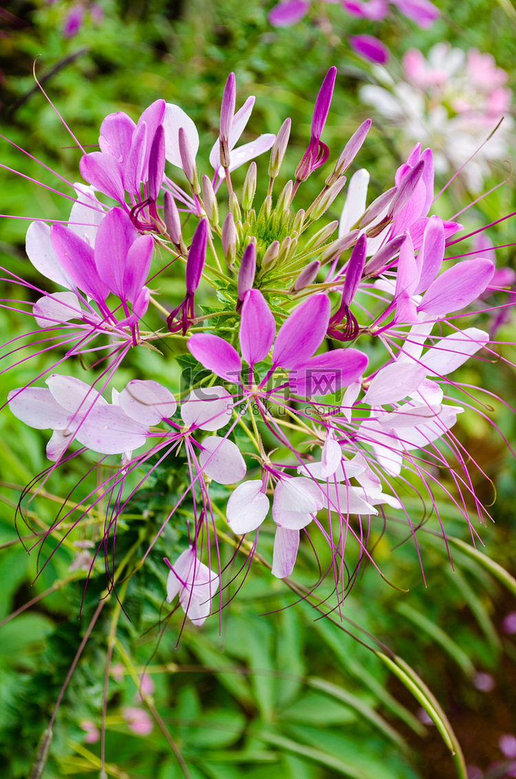 花园中的多色 Cleome（蜘蛛花）高清摄影大图-千库网