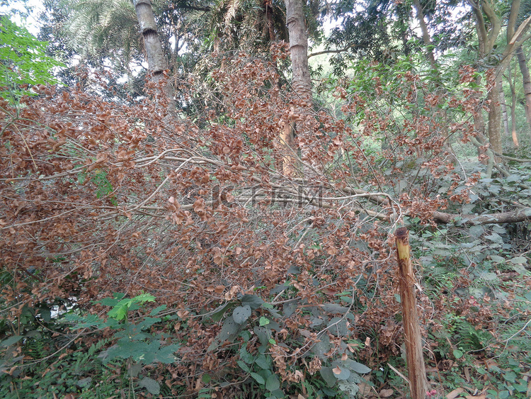 印度树木的砍伐高清摄影大图-千库网