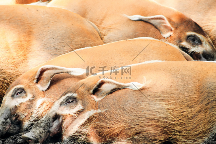红河猪，Potamochoerus porcus高清摄影大图-千库网